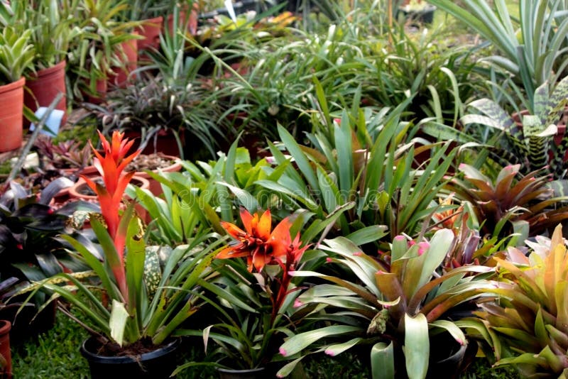 Variety of Small Plants in Botanical Garden Stock Photo - Image of ...