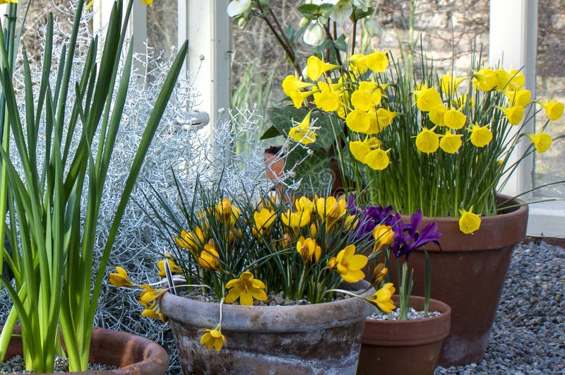 Variety of Spring Flowers in Pots on Display Stock Image - Image of ...