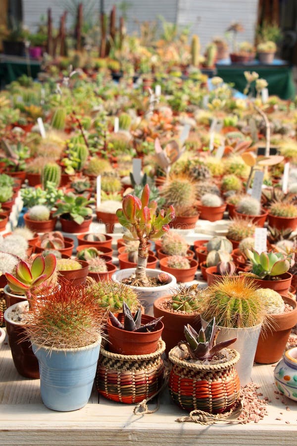 Variety of Succulents and Catcus Stock Image - Image of colours, cactus ...