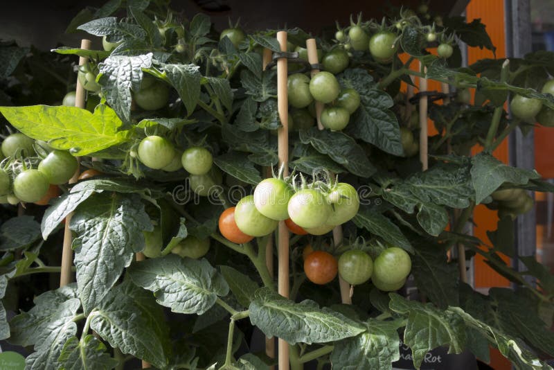 Variety of Tomatoes in Different Shapes Stock Image - Image of ...