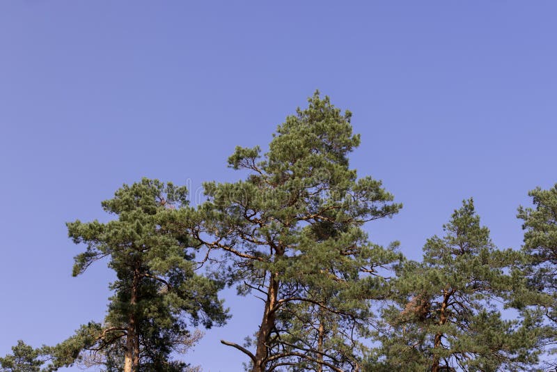 A Variety of Trees Growing in the Park Stock Image - Image of sunny ...