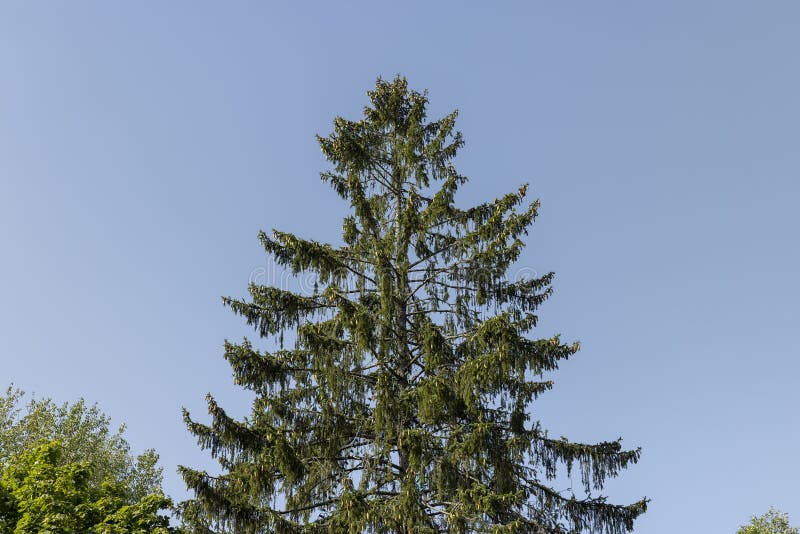 A Variety of Trees Growing in the Park Stock Photo - Image of outdoors ...
