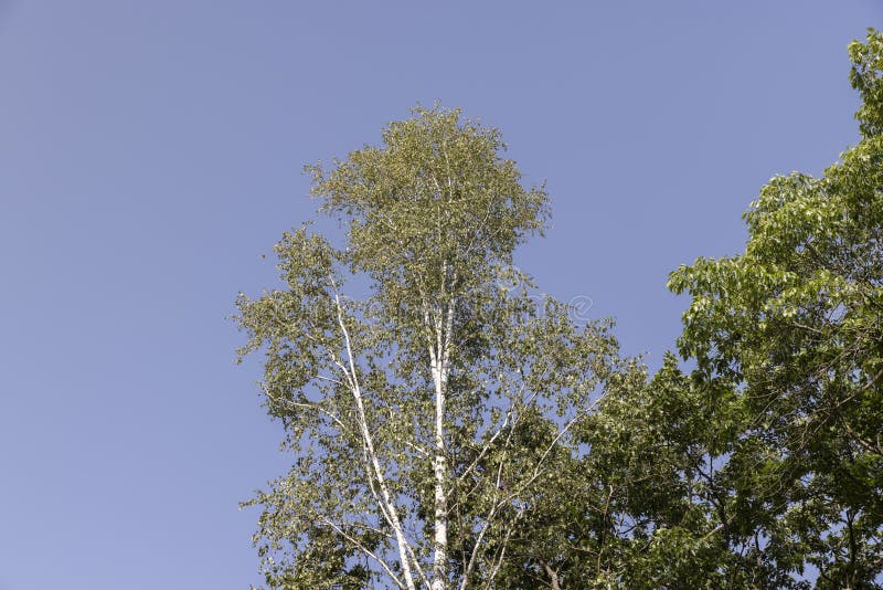 A Variety of Trees Growing in the Park Stock Image - Image of wood ...