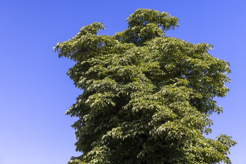 A Variety of Trees Growing in the Park Stock Image - Image of season ...