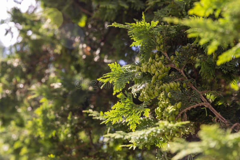 A Variety of Trees Growing in the Park Stock Photo - Image of outdoor ...