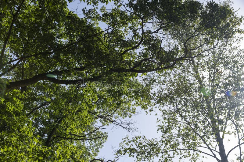 A Variety of Trees Growing in the Park Stock Image - Image of sunny ...