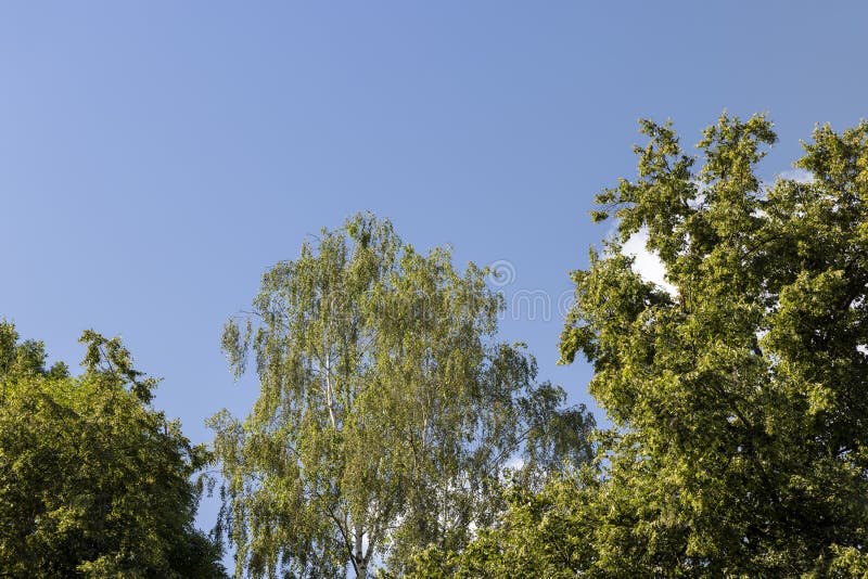 A Variety of Trees Growing in the Park Stock Image - Image of ...