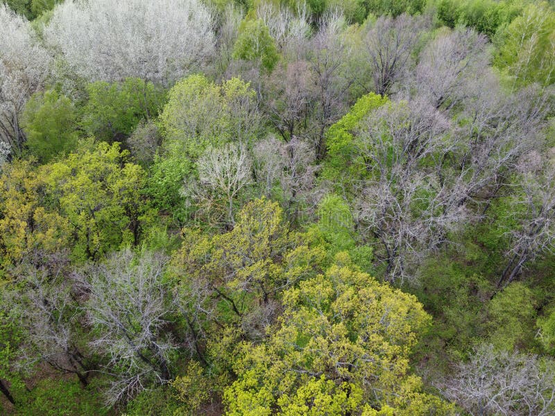 A Variety of Trees in the Spring Forest, Aerial View. Forest of ...