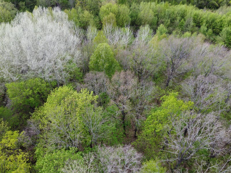 A Variety of Trees in the Spring Forest, Aerial View. Forest of ...