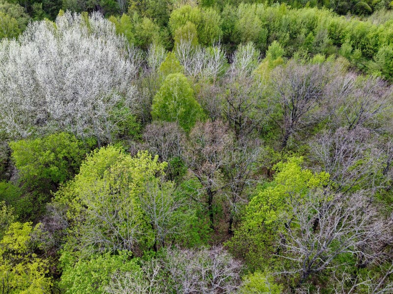 A Variety of Trees in the Spring Forest, Aerial View. Forest of ...