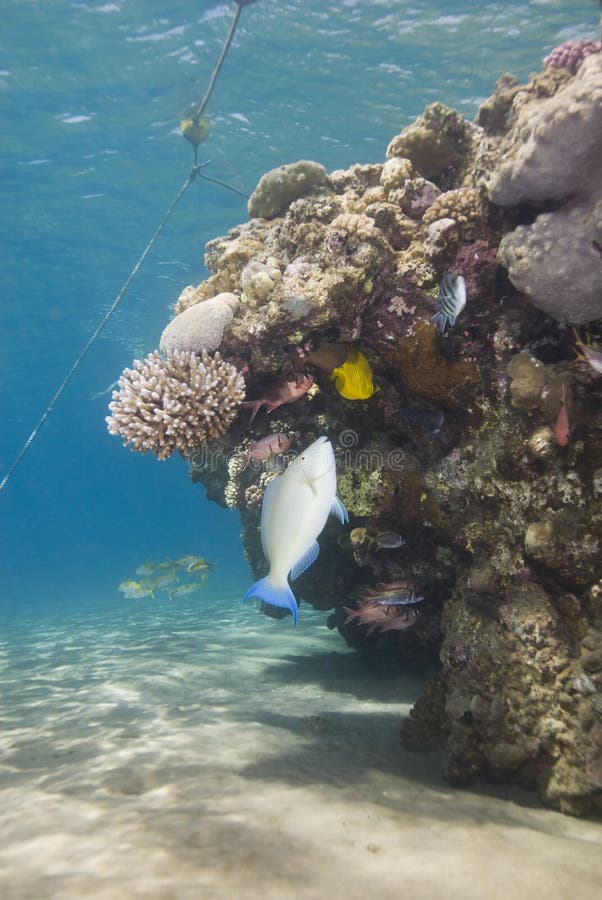 A Variety of Tropical Fish in Shallow Water. Stock Image - Image of ...