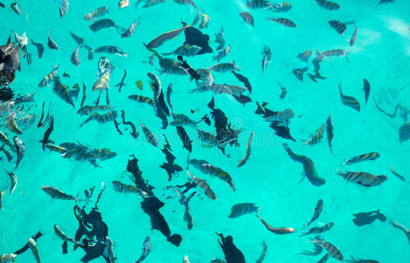 Variety Tropical Fish. Underwater World Stock Photo - Image of marine ...