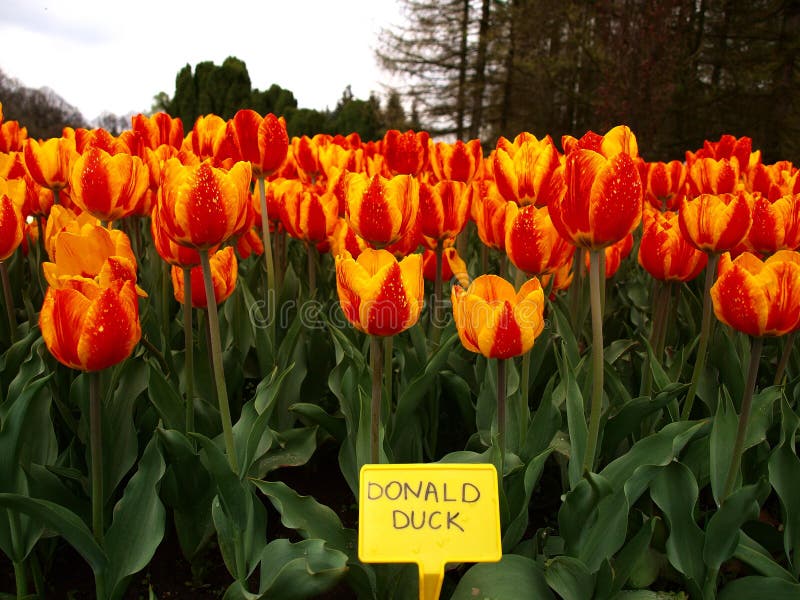 Variety tulip. stock image. Image of landscape, reportage - 42200685