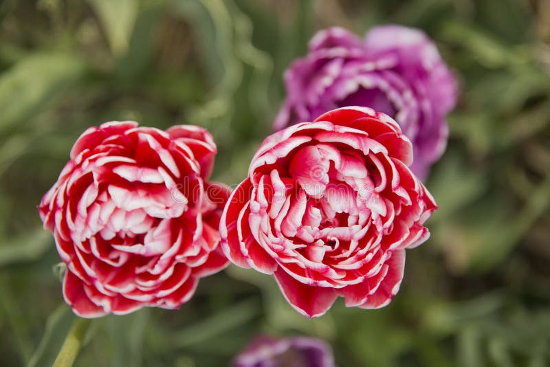 Tulips unusual view. stock photo. Image of green, forest - 70479802