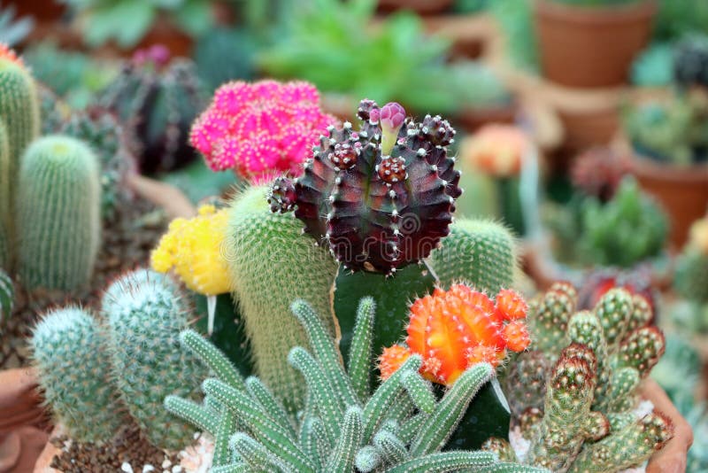 Variety Varieties of Small Cactus Decorative in Terracotta Pots Stock ...