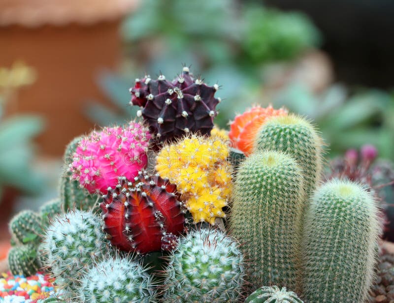 Variety Varieties of Small Cactus Decorative in Terracotta Pots Stock ...