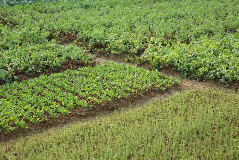 Variety Vegetable Plants in Growth Stock Photo - Image of asian, flora ...