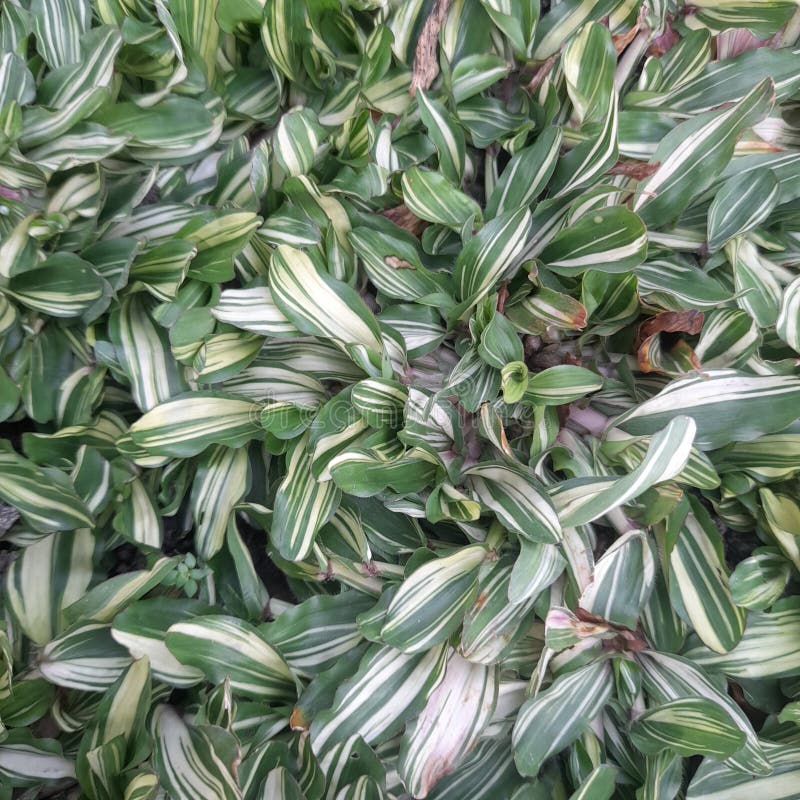 Varigata grass stock photo. Image of spruce, herb, grows - 277059960