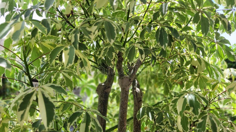 Varigata kapok plants stock photo. Image of park, kapok - 345484248