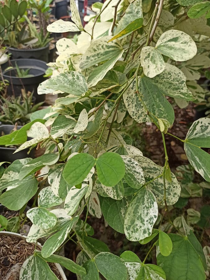 Varigata stock image. Image of park, branch, shrub, green - 205032797