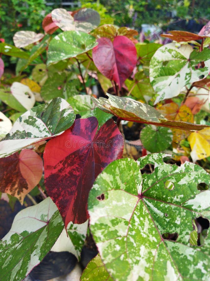 Varigate Plant Color Colorfullife Stock Photos - Free & Royalty-Free ...
