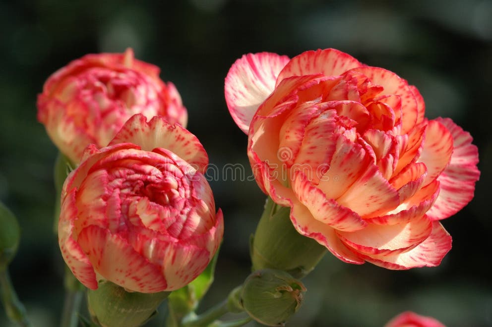 Varigated Carnations stock image. Image of flora, romantic - 638613