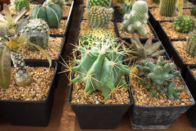 Vario Cactus in Piccoli Vasi Immagine Stock - Immagine di punto, pianta ...