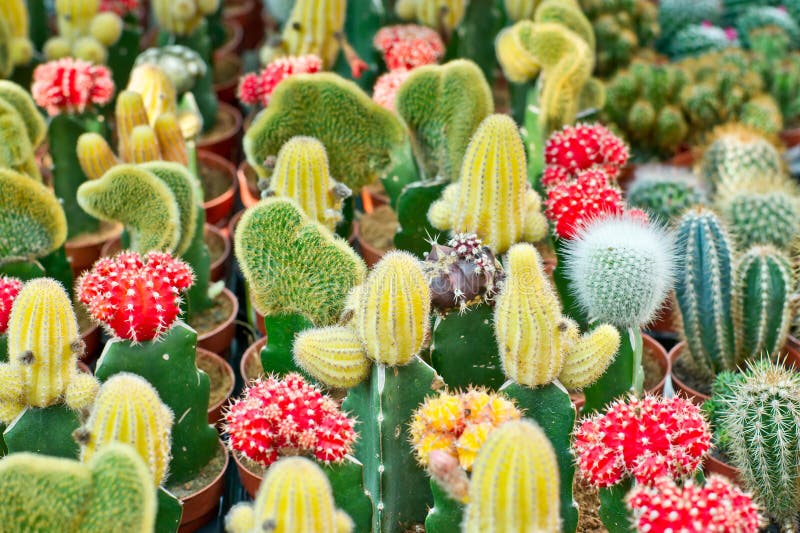 Varios cactus de fondo foto de archivo. Imagen de coloreado - 27529164