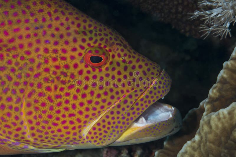 Variola Louti , Grouper Fish from the Red Sea Stock Photo - Image of ...