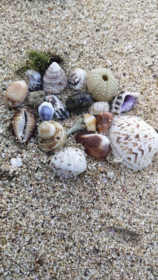 Varios Tipos De Conchas Sobre La Arena Blanca Imagen de archivo ...