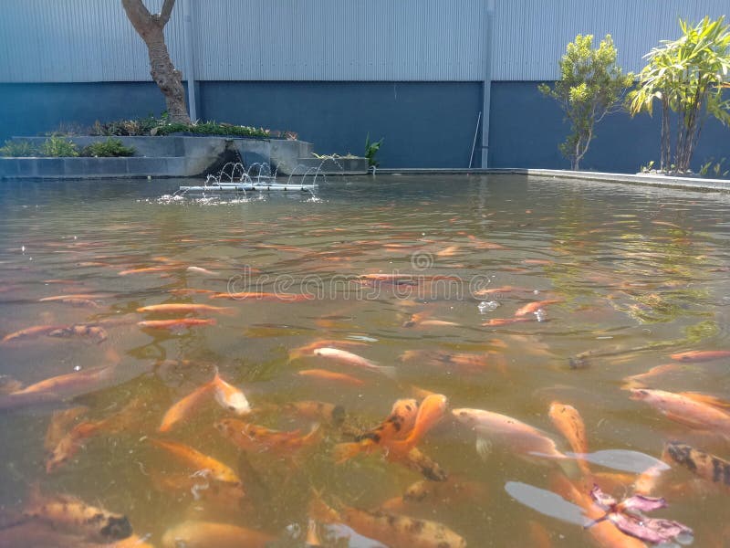 Pkoi Stock Photos - Free & Royalty-Free Stock Photos from Dreamstime