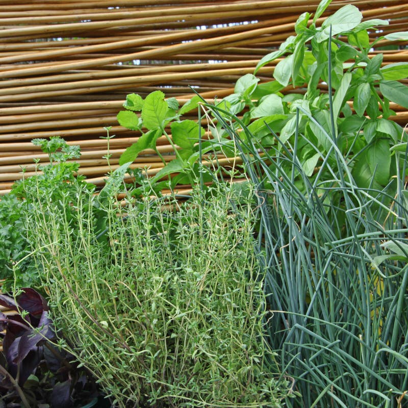 Aromatic Plants in a Vegetable Garden Stock Photo - Image of planting ...