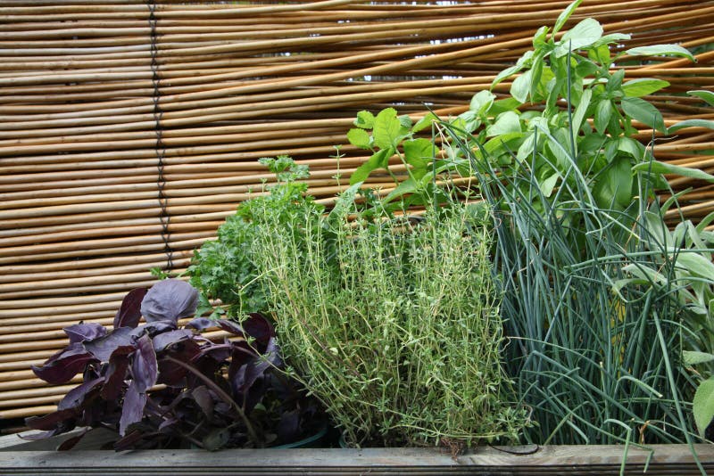 Aromatic Plants in a Vegetable Garden Stock Image - Image of garden ...