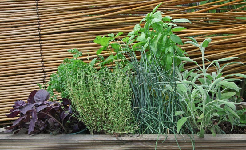 Aromatic Plants in a Vegetable Garden Stock Photo - Image of basil ...