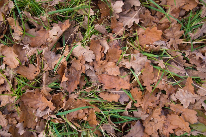 Various Autumn Leaves. Leaves from Different Trees Stock Photo - Image ...