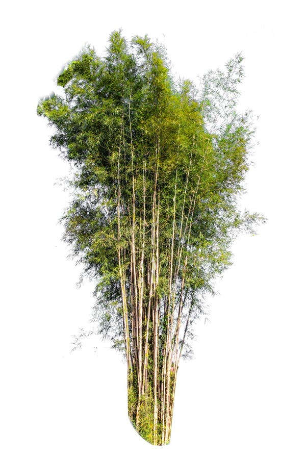 Various Bamboo Trees with Naturalcolors Stock Image - Image of bamboo ...