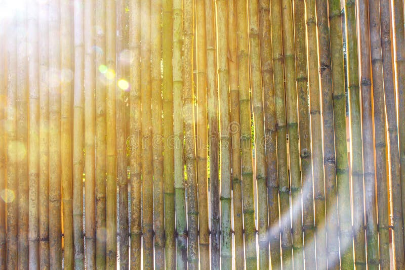 Various Bamboo Trees with Naturalcolors Stock Image - Image of grunge ...