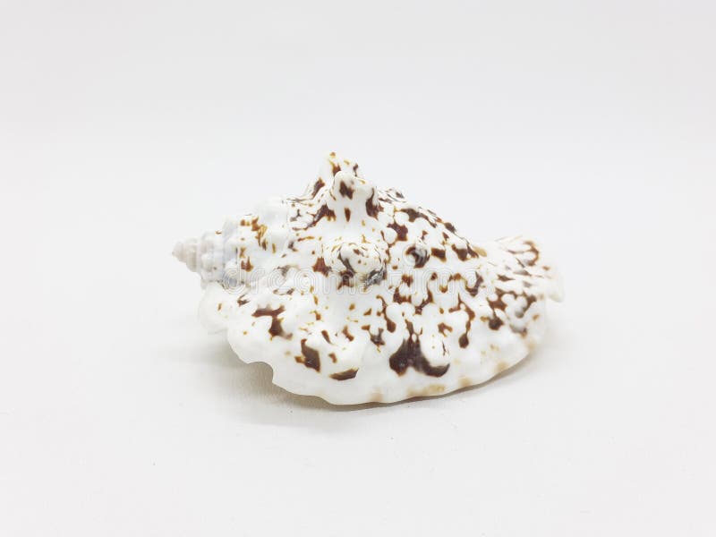 Various Beautiful and Colorful Beach Objects Small Unique Sea Shell in ...