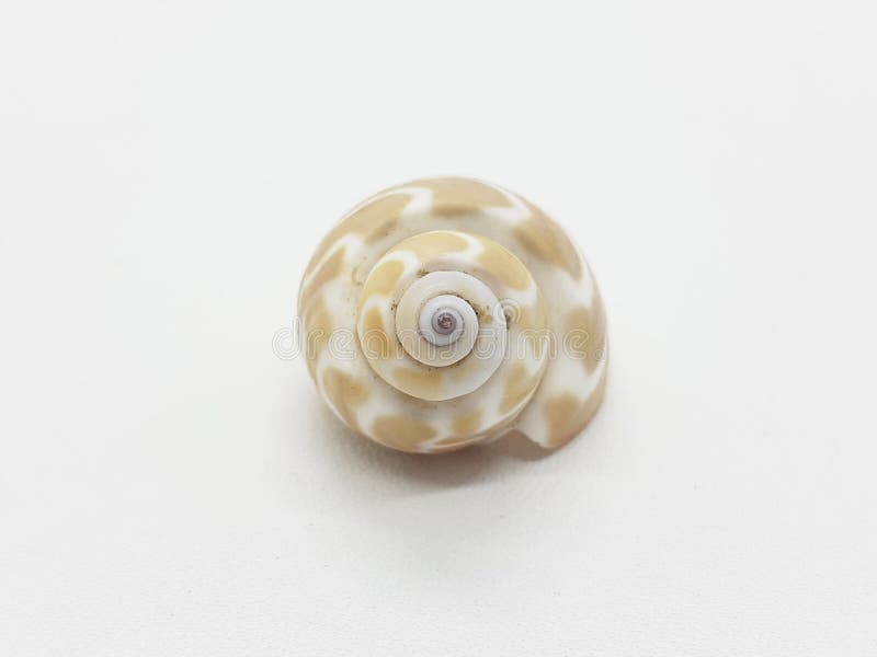 Various Beautiful and Colorful Beach Objects Small Unique Sea Shell in ...