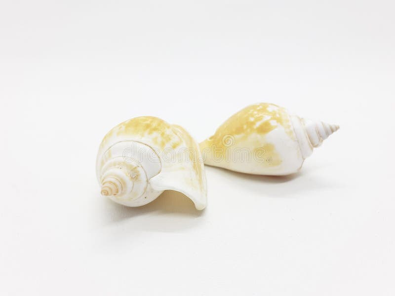 Various Beautiful and Colorful Beach Objects Small Unique Sea Shell in ...