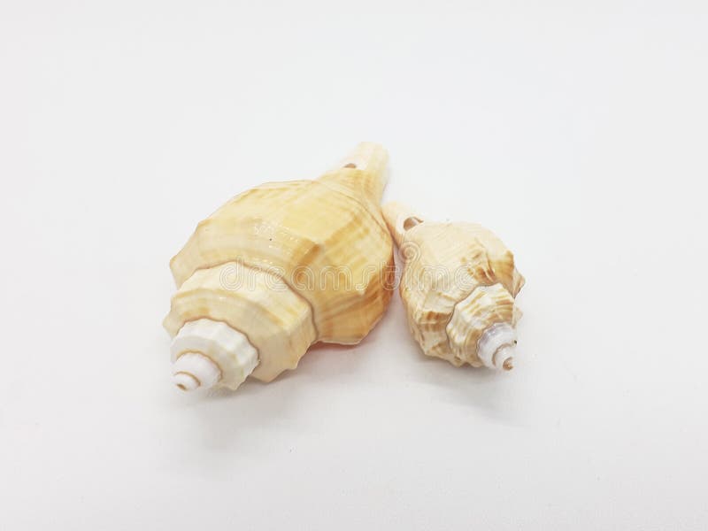 Various Beautiful and Colorful Beach Objects Small Unique Sea Shell in ...