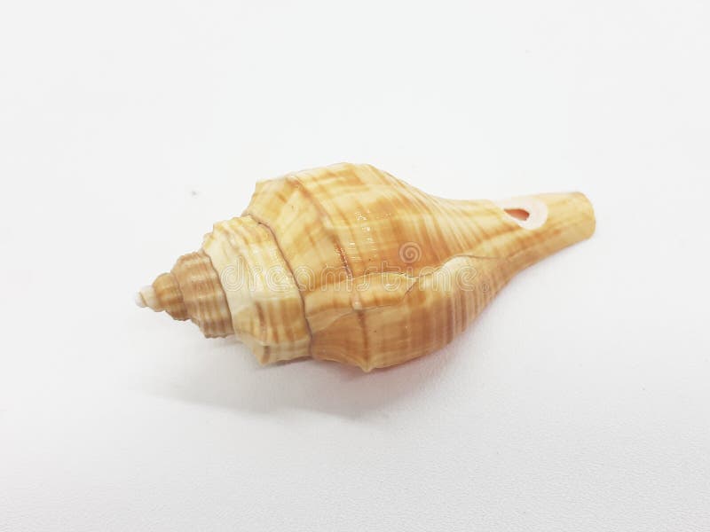 Various Beautiful and Colorful Beach Objects Small Unique Sea Shell in ...