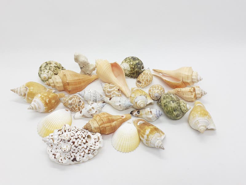 Various Beautiful and Colorful Beach Objects Small Unique Sea Shell in ...