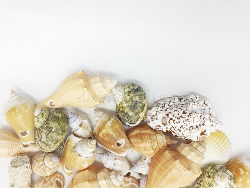 Various Beautiful and Colorful Beach Objects Small Unique Sea Shell in ...