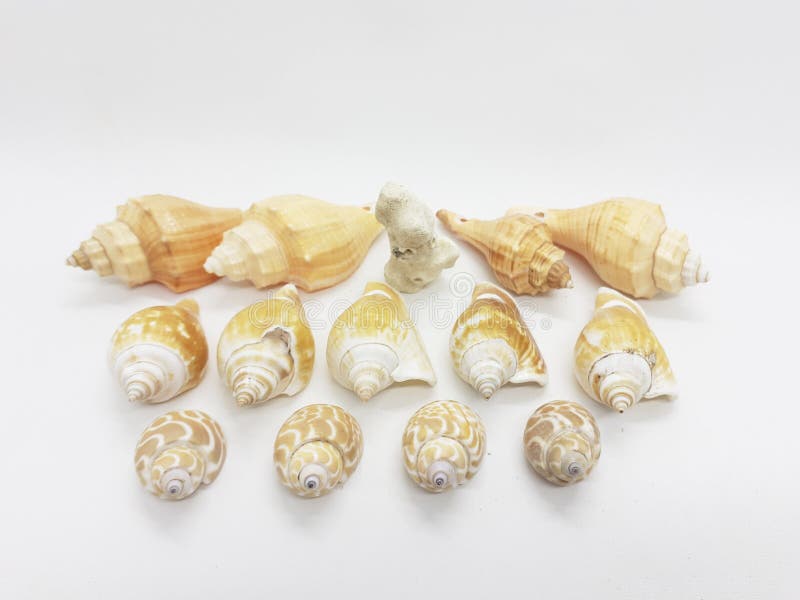 Various Beautiful and Colorful Beach Objects Small Unique Sea Shell in ...