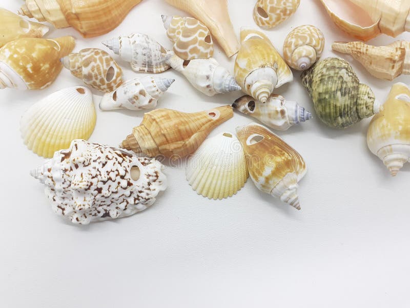 Various Beautiful and Colorful Beach Objects Small Unique Sea Shell in ...