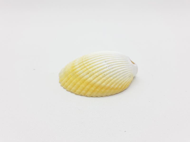 Various Beautiful and Colorful Beach Objects Small Unique Sea Shell in ...