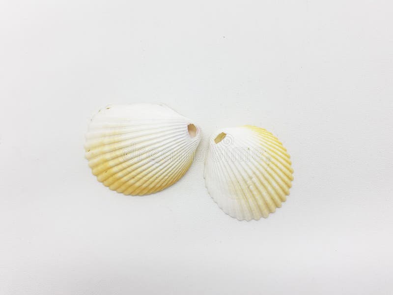 Various Beautiful and Colorful Beach Objects Small Unique Sea Shell in ...