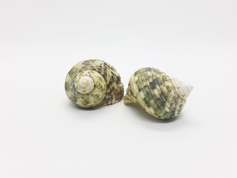 Various Beautiful and Colorful Beach Objects Small Unique Sea Shell in ...