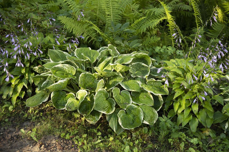 Various Beautiful Hostas Blooming in a Garden Stock Image - Image of ...